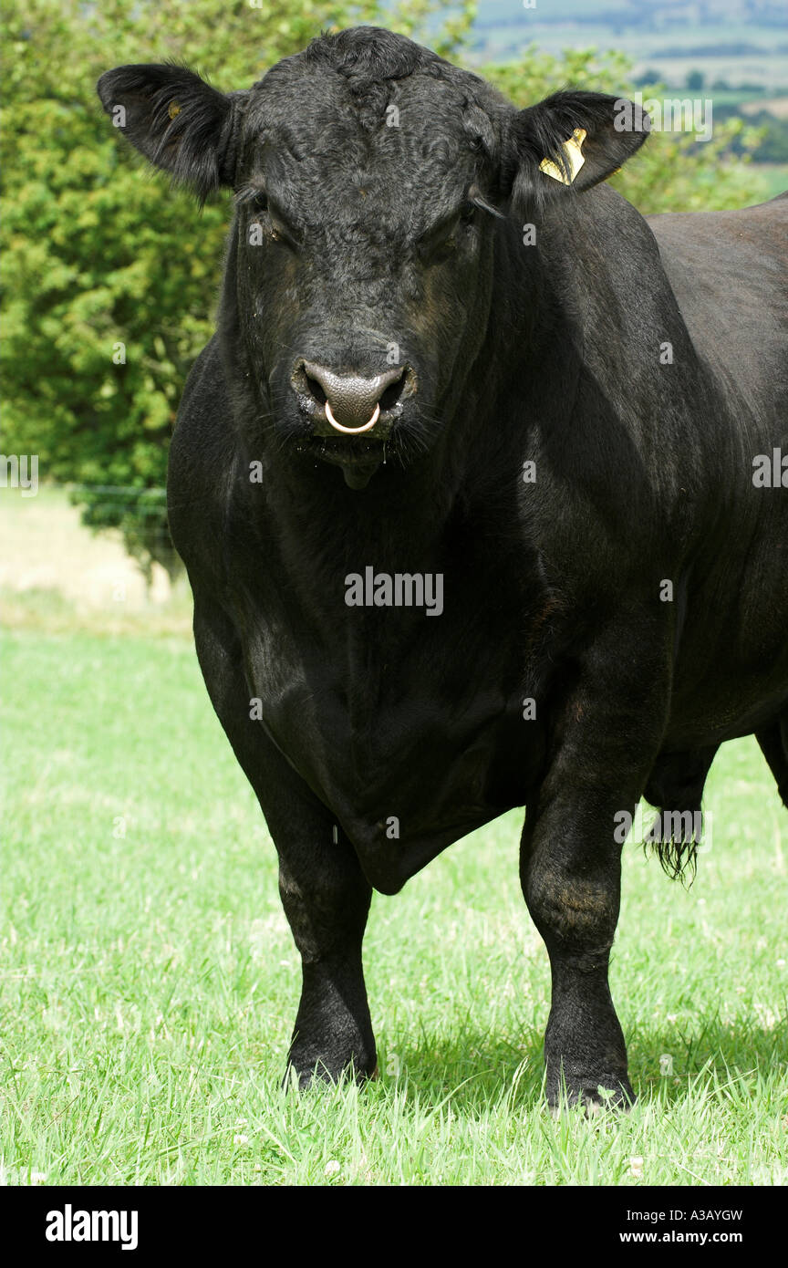 Head and Shoulders of an Aberdeen Angus bull Stock Photo - Alamy