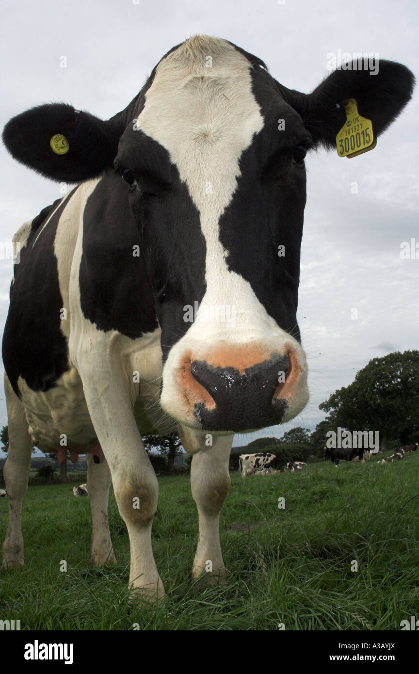 Dairy cow looking into camera lens Stock Photo - Alamy