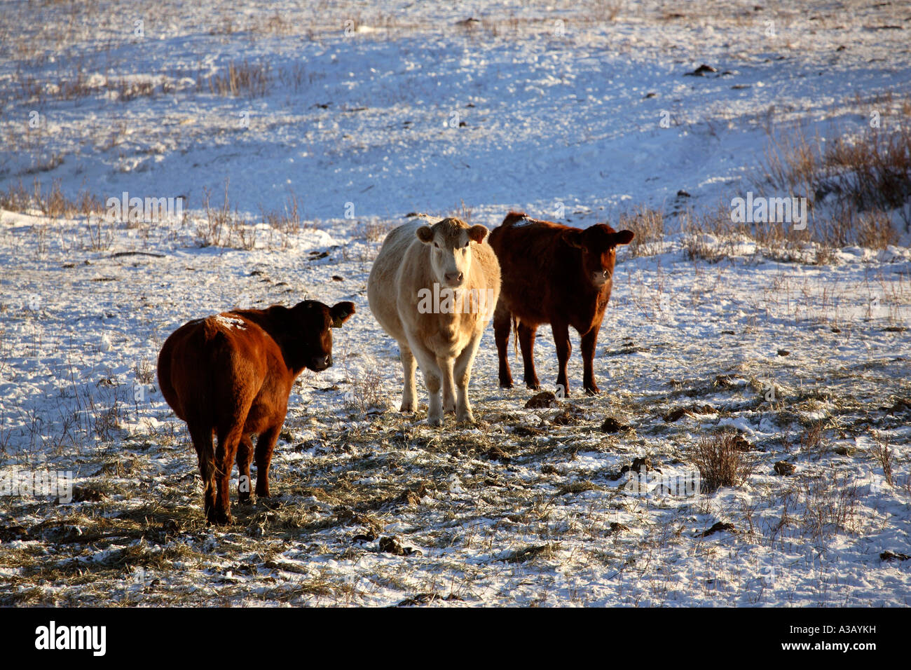 cattle in snow covered pasture Stock Photo - Alamy