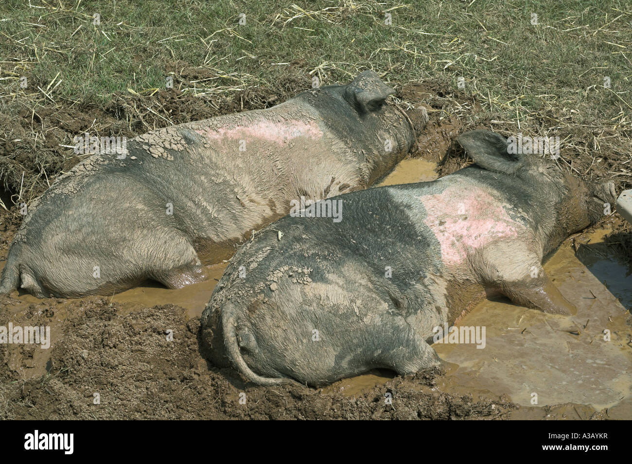 Pair of pigs having a mud bath to cool of in summer sun Stock Photo - Alamy