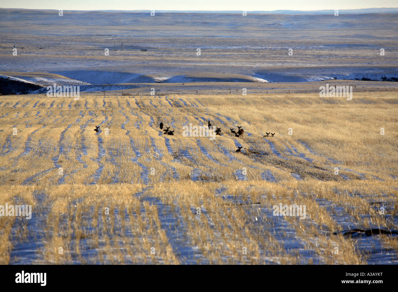 Mule Deer laying down in stubble field Stock Photo - Alamy