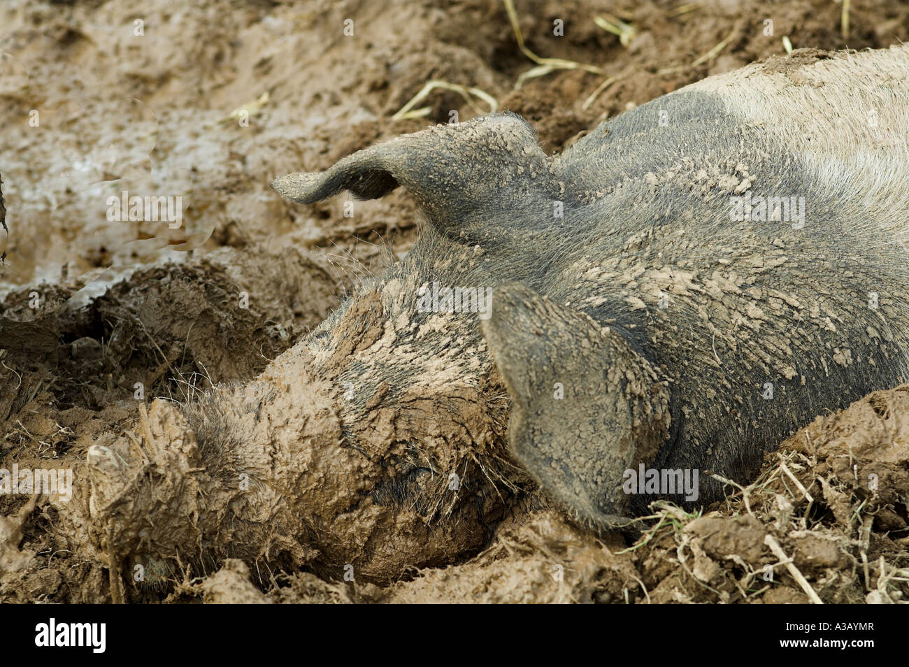 pig having a mud bath Stock Photo - Alamy