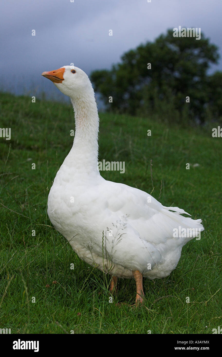 Farm yard goose Stock Photo - Alamy