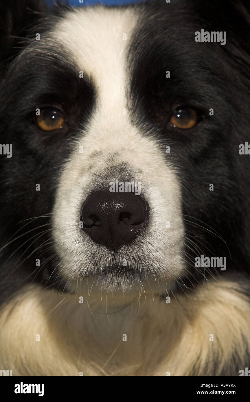 Border Collie sheepdog face Stock Photo - Alamy
