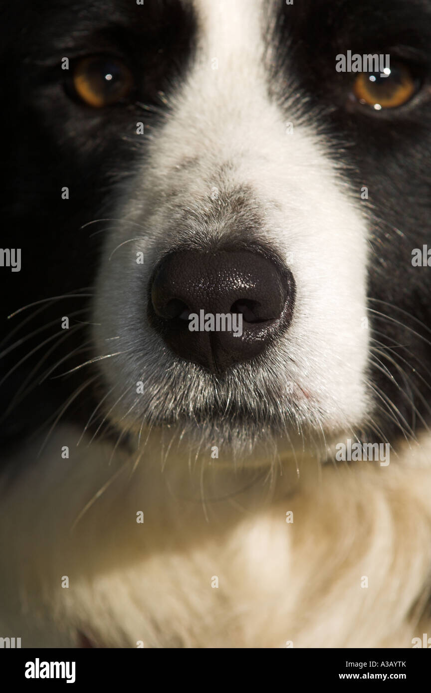 Border Collie sheepdog face Stock Photo - Alamy