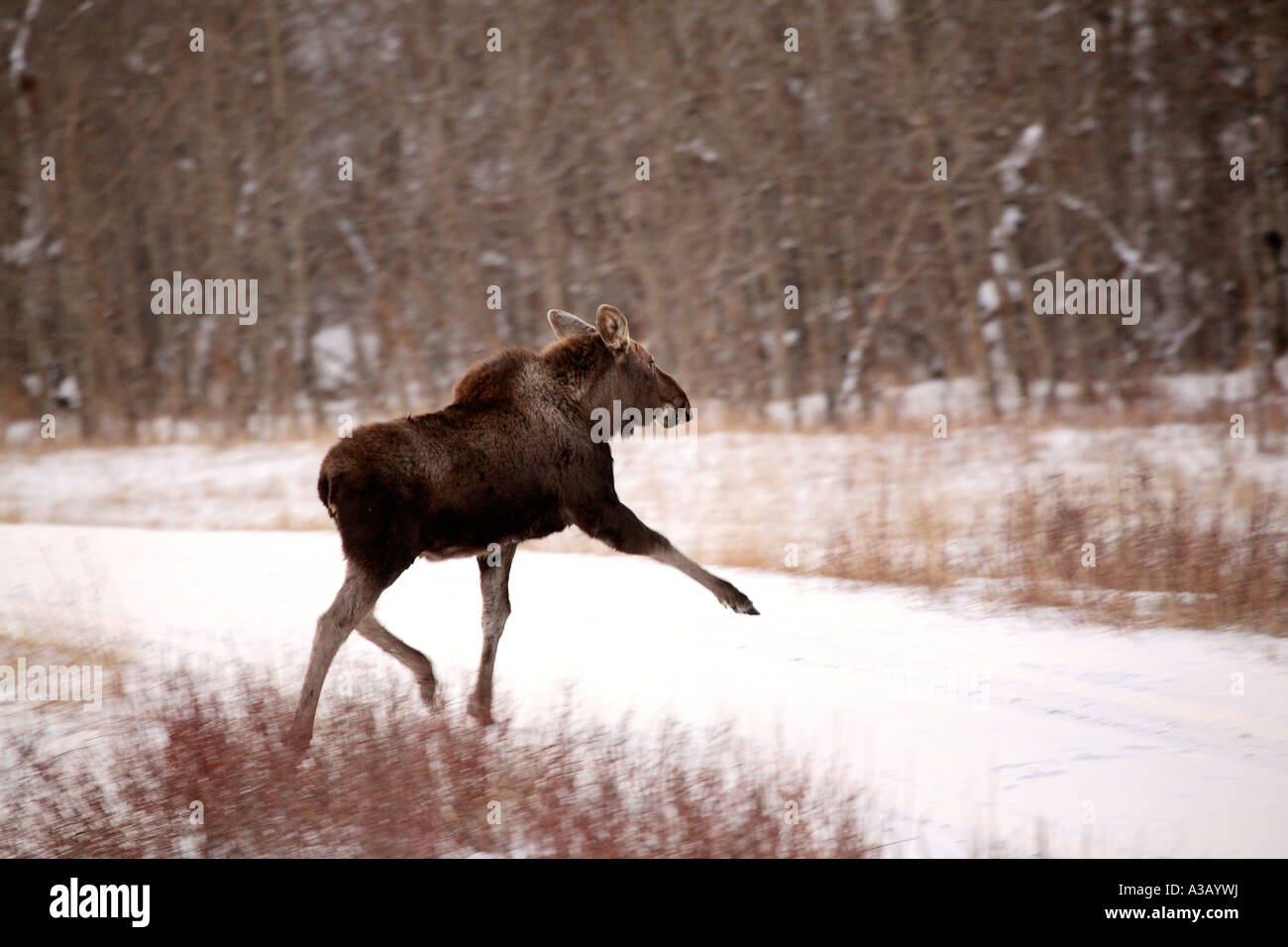 High stepping moose crossing a road Stock Photo - Alamy