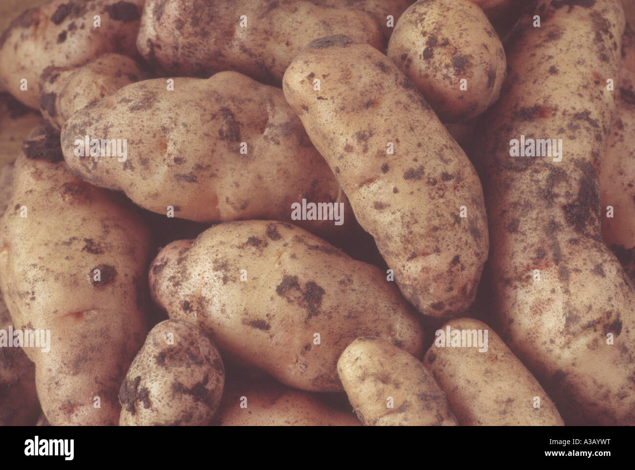 Solanum tuberosum 'Anya' (Salad potato) Desiree x Pink Fir Apple. Close ...