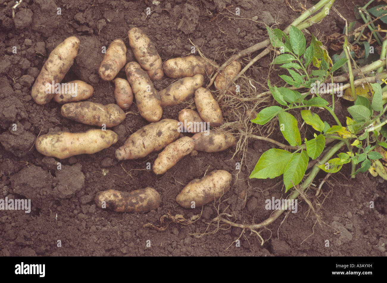 Solanum tuberosum 'Anya' (Salad potato) Desiree x Pink Fir Apple ...