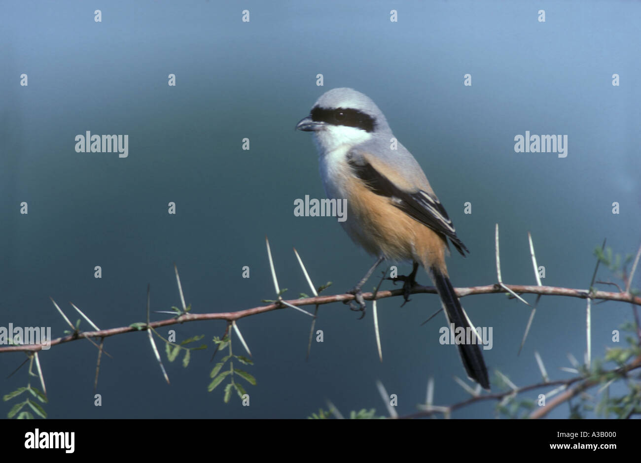 Shike hi-res stock photography and images - Alamy