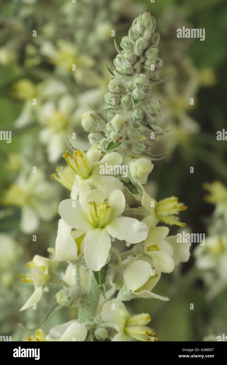 White mullein verbascum lychnitis hi-res stock photography and images ...