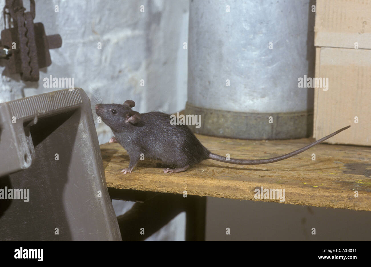 BLACK RAT Rattus rattus Stock Photo - Alamy