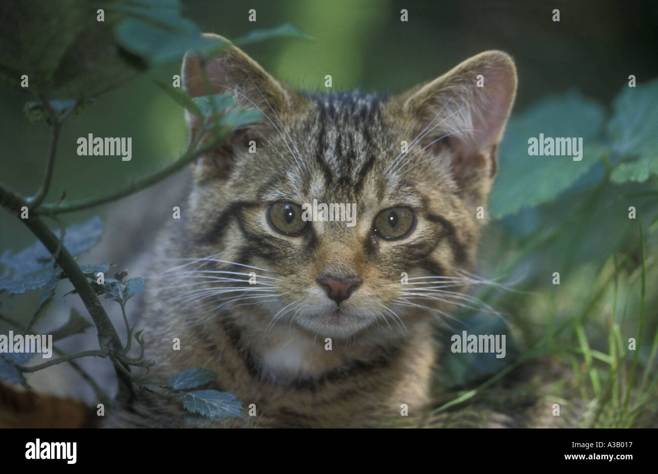 Scottish wildcat kitten scotland hi-res stock photography and images ...