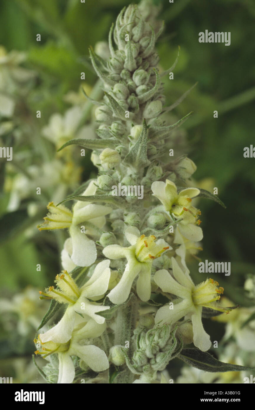 Verbascum lychnitis. (White mullein, Candlewick plant) Close up of top ...