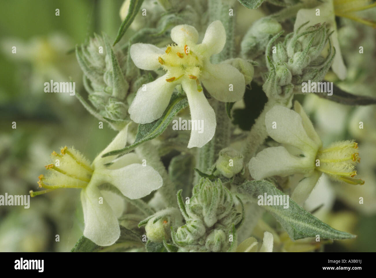 Verbascum lychnitis. (White mullein, Candlewick plant) Close up of ...