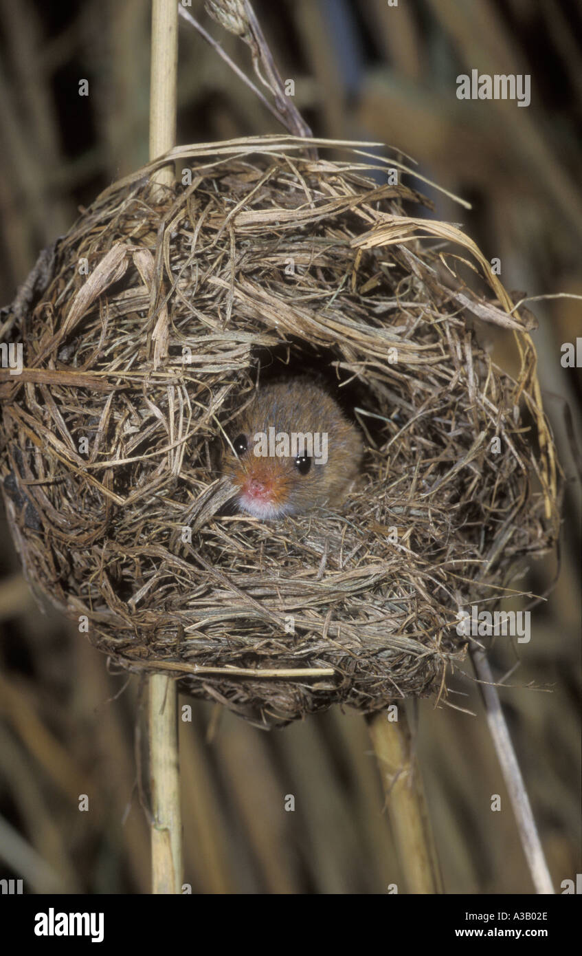 Harvest mouse nest hi-res stock photography and images - Alamy