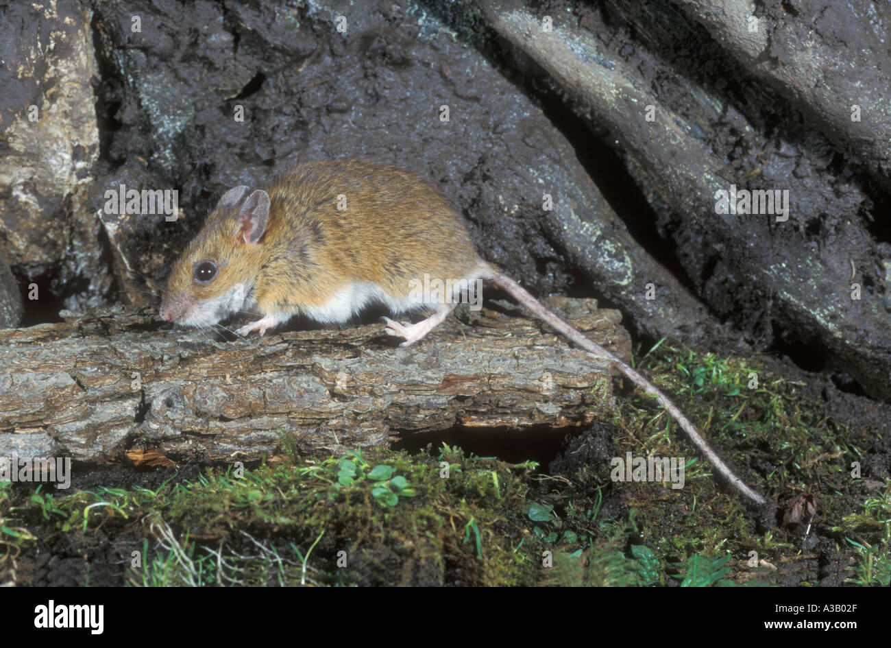 YELLOW NECKED MOUSE Apodemus flavicollis Stock Photo - Alamy