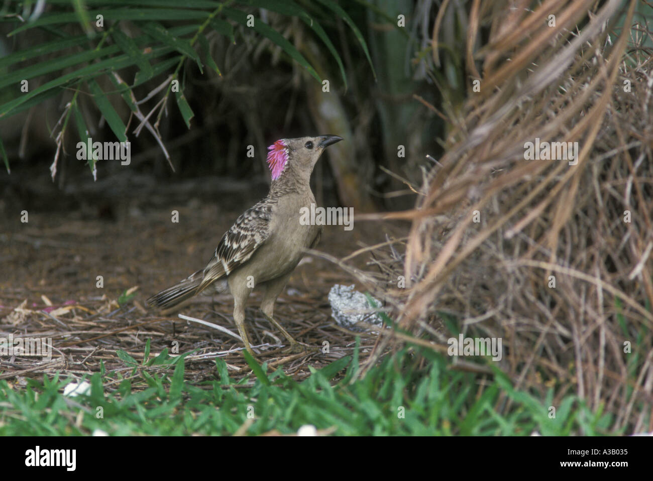 GREAT BOWERBIRD Chlamydera nuchalis Stock Photo - Alamy