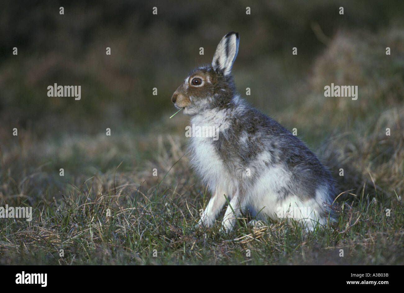 MOUNTAIN HARE Lepus timidus Stock Photo - Alamy