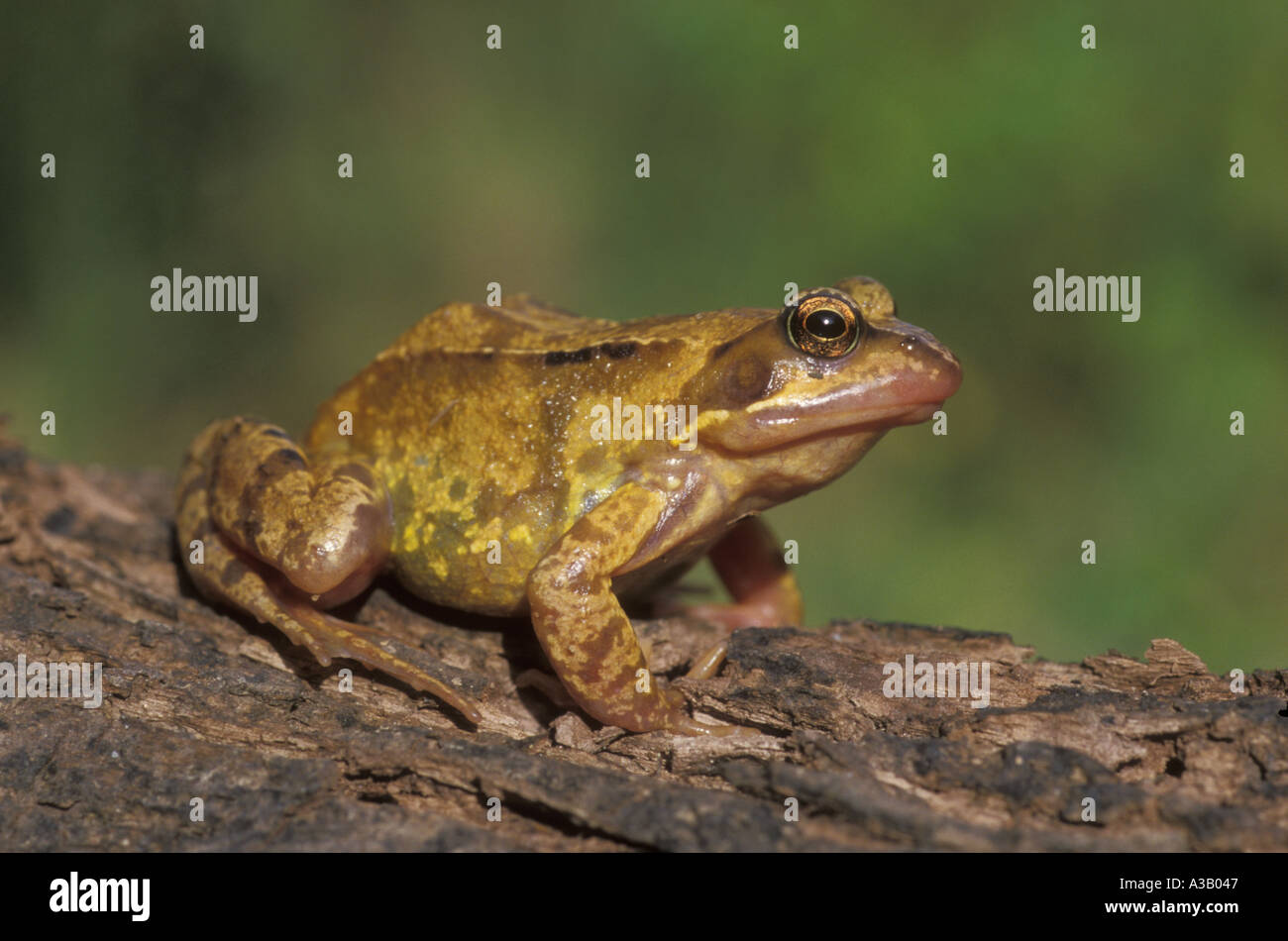 COMMON FROG Rana temporaria Stock Photo - Alamy