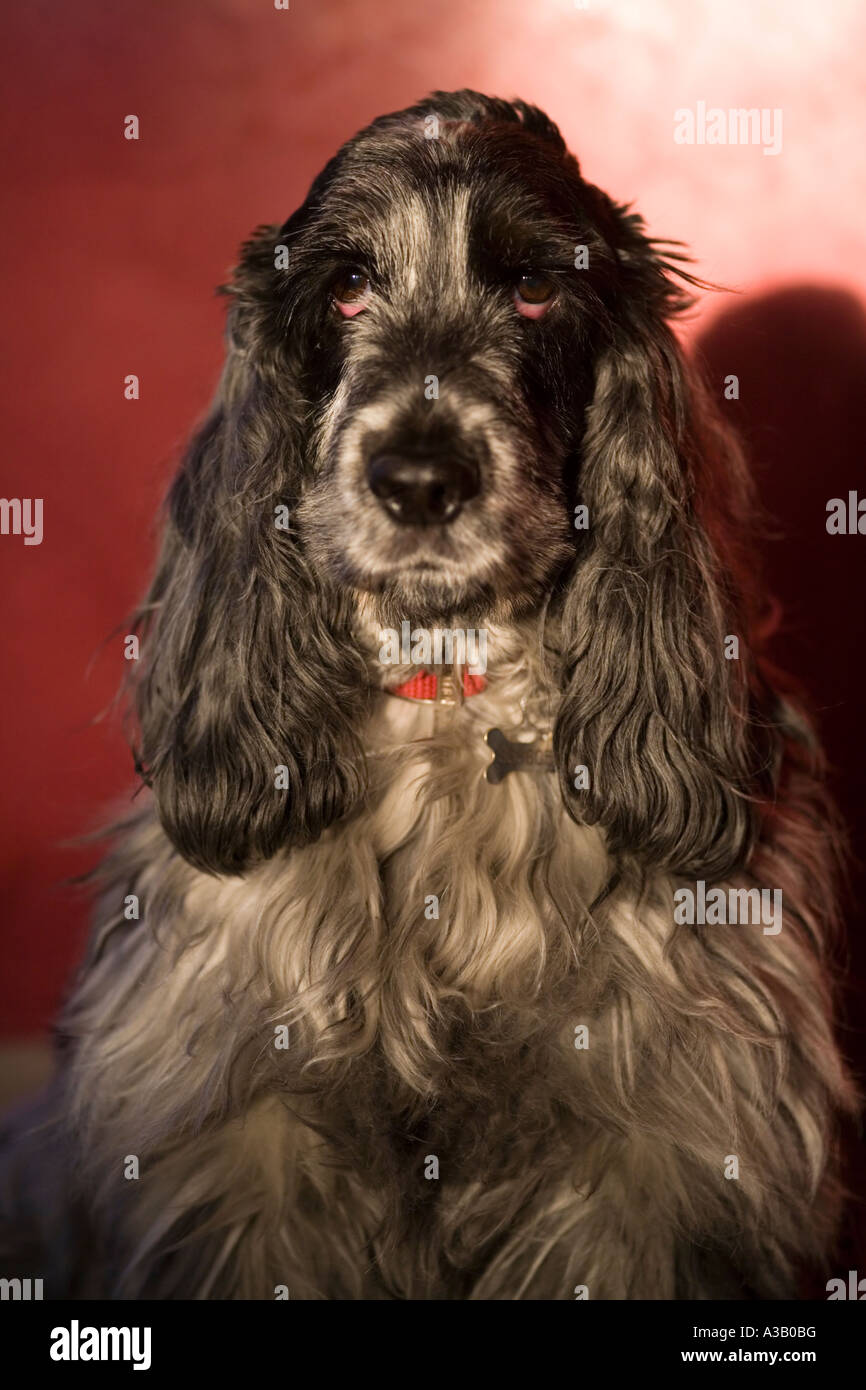 Cocker spaniel portrait Stock Photo - Alamy