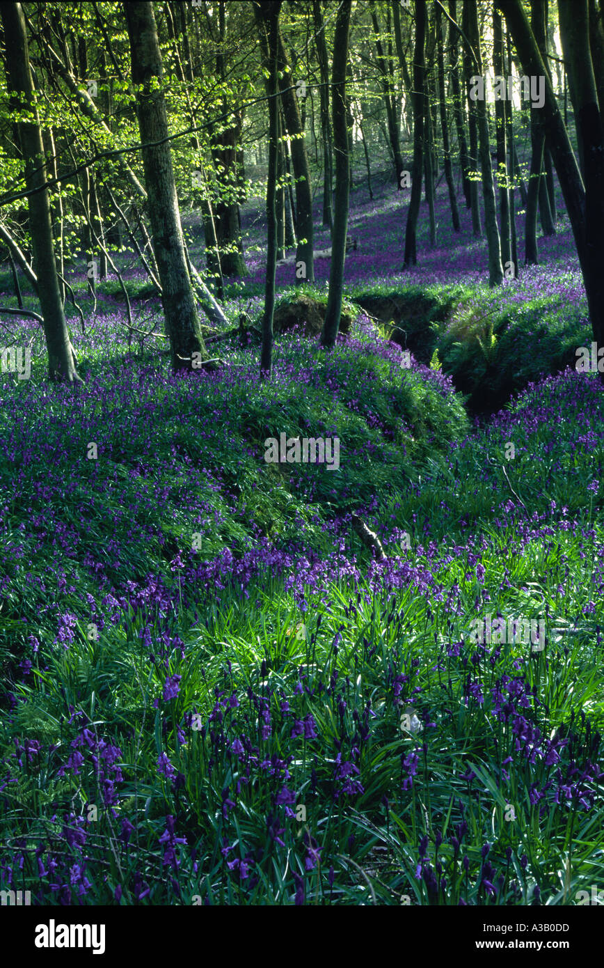 Coldwaltham park bluebell wood hi-res stock photography and images - Alamy