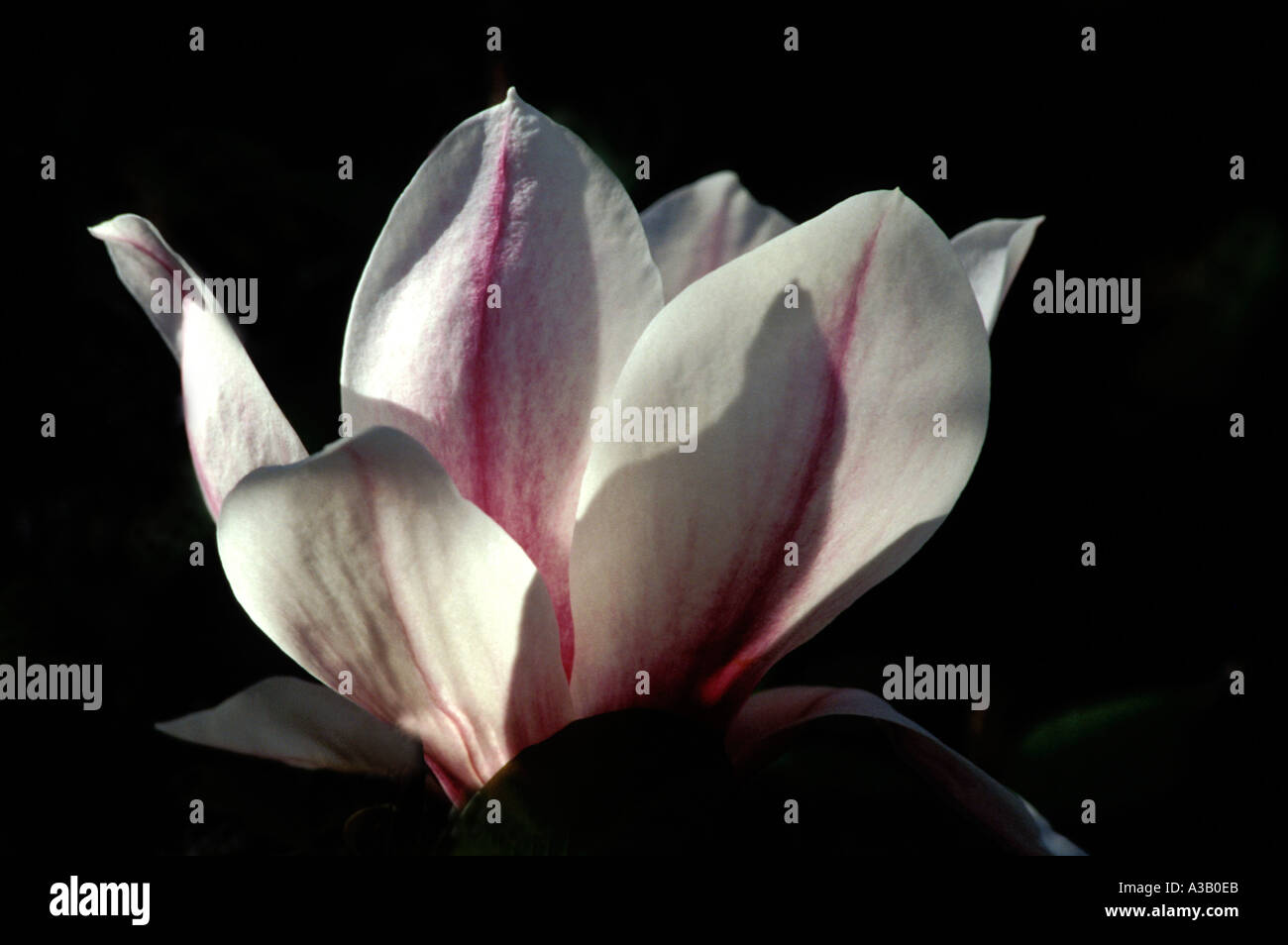 Magnolia aesthetic hi-res stock photography and images - Alamy