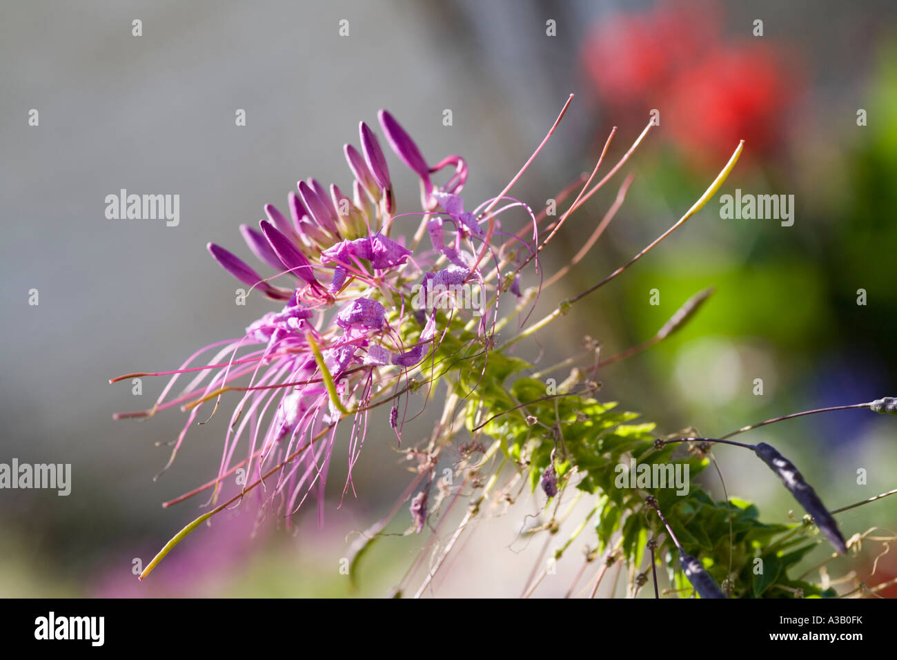 Cleome violet queen hi-res stock photography and images - Alamy