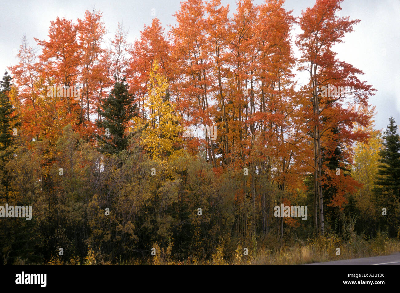 Autumn in Alaska Stock Photo - Alamy
