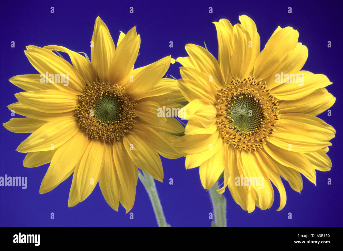 Inographics hi-res stock photography and images - Alamy