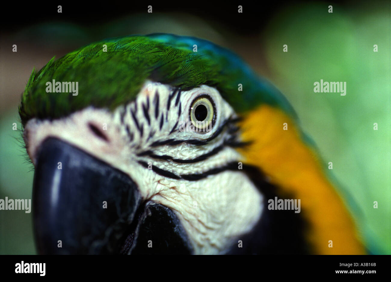 blue and yellow macaw (Ara ararauna Stock Photo - Alamy