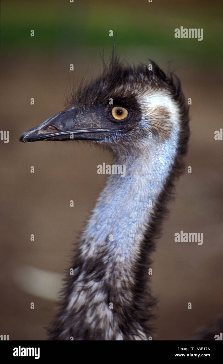 Emu dromaius novaehollandiae 0391 Stock Photo - Alamy