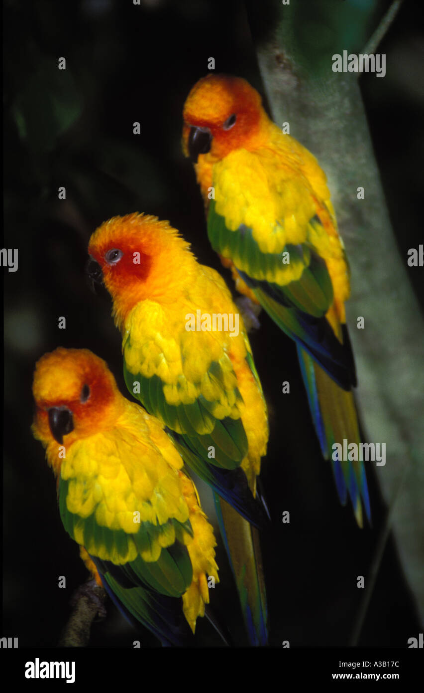 Sun conure parakeets hi-res stock photography and images - Alamy