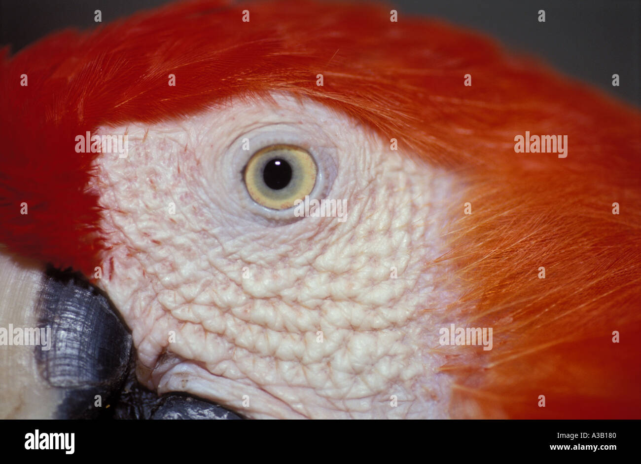 Macaw Eye 0396 Stock Photo - Alamy