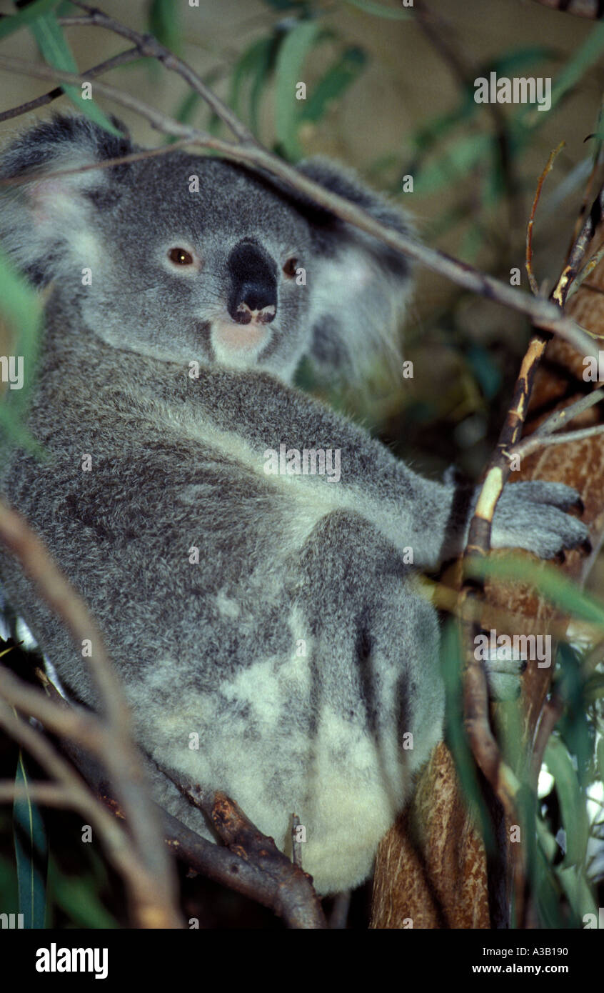 Tree dwelling koala hi-res stock photography and images - Alamy