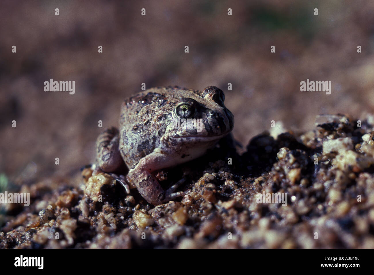Australian burrowing frog hi-res stock photography and images - Alamy