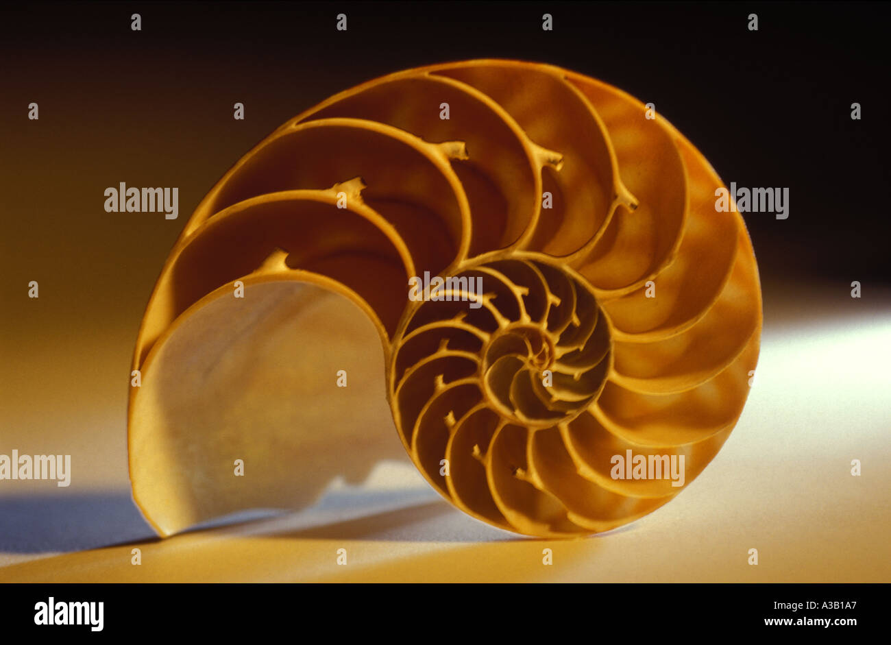 Chambered nautilus shell hi-res stock photography and images - Alamy