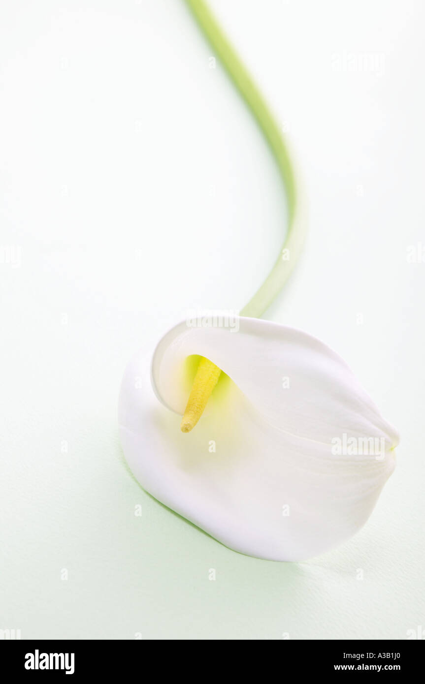 Lily fl hi-res stock photography and images - Alamy
