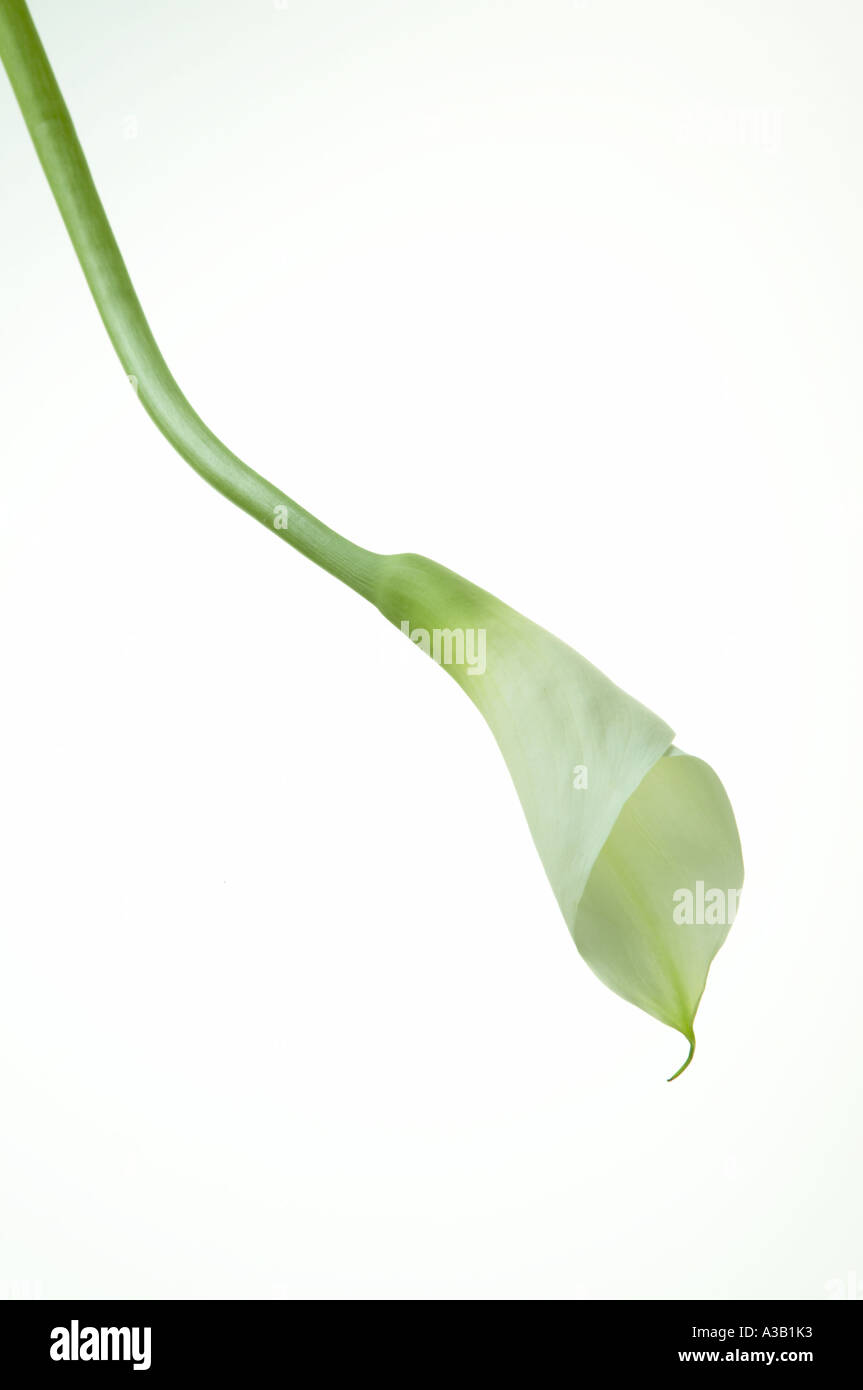 Lily fl hi-res stock photography and images - Alamy