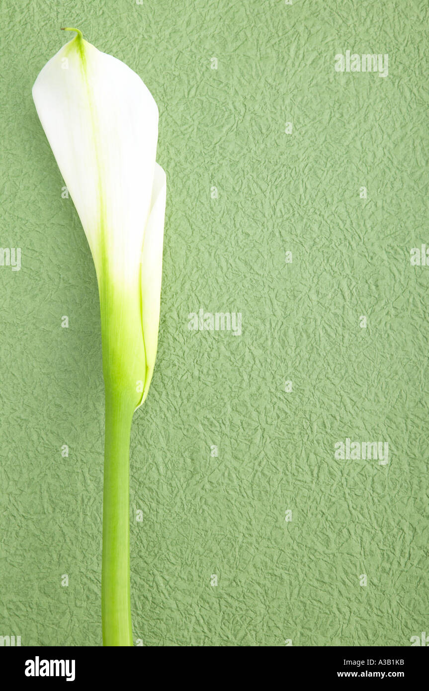 Lily fl hi-res stock photography and images - Alamy