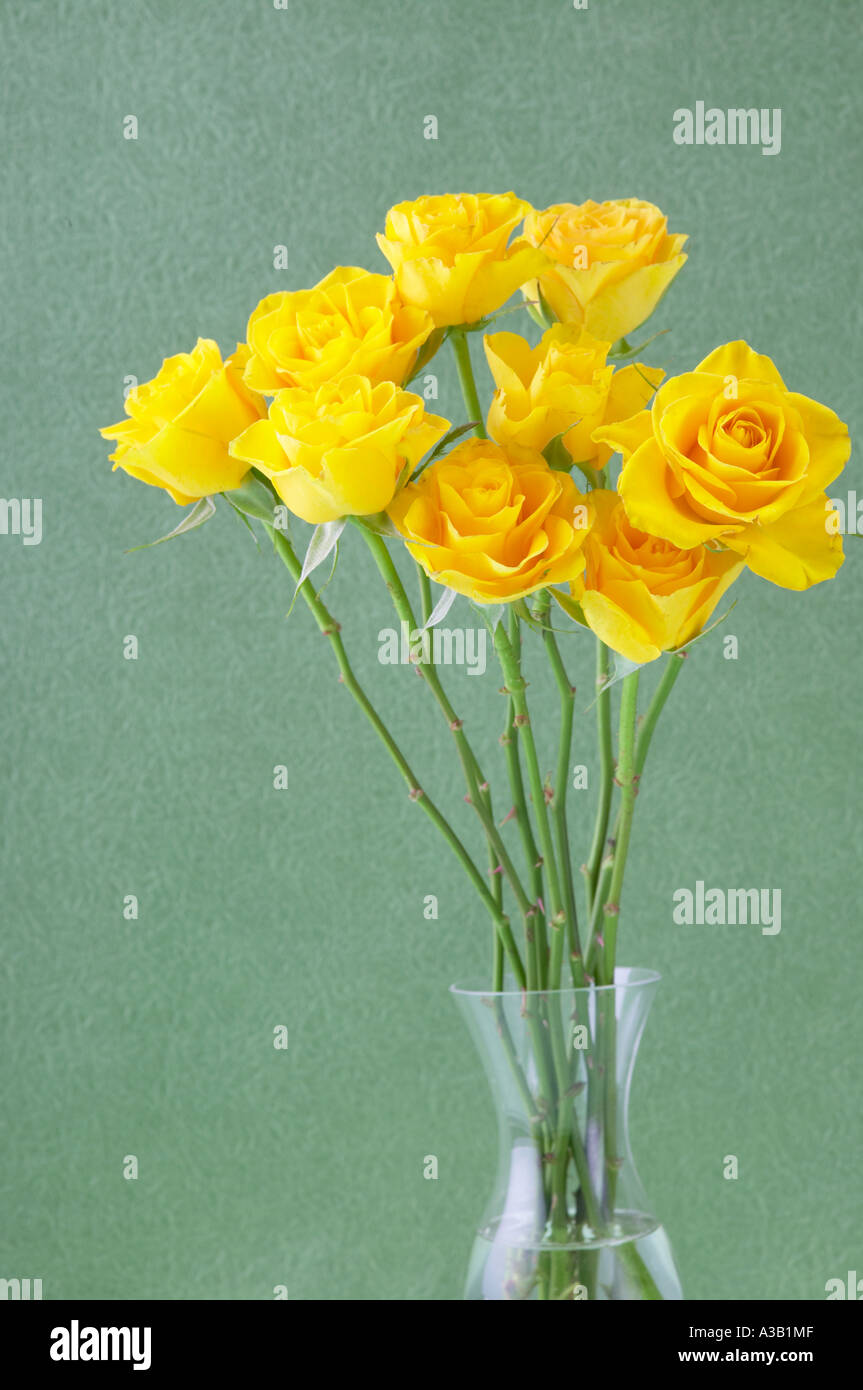 Yellow roses in a glass vase Stock Photo - Alamy