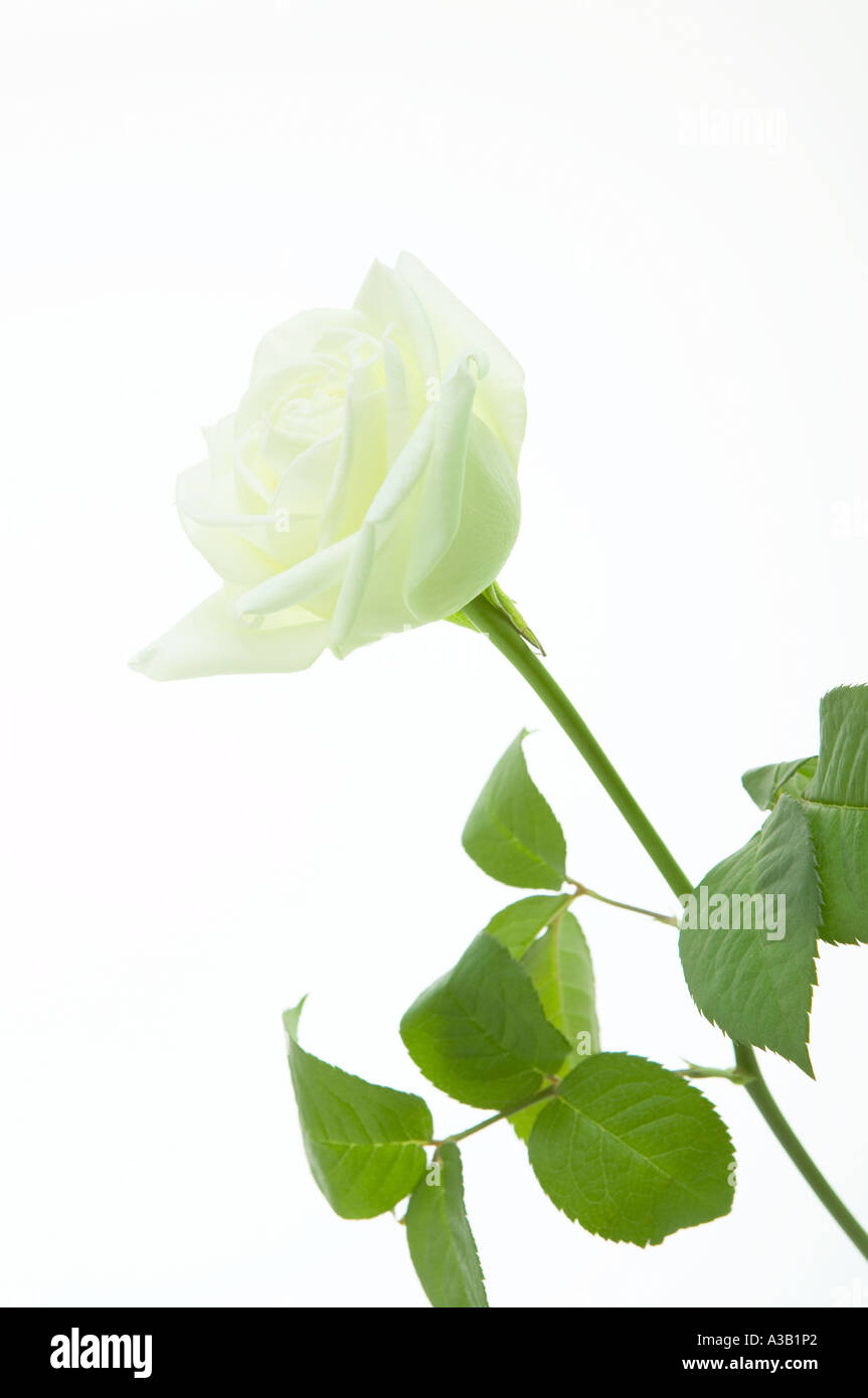 A white rose in white background Stock Photo - Alamy