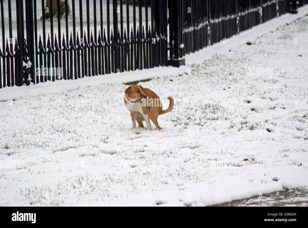 Dog peeing in the snow, Hampton Court Palace, London Stock Photo - Alamy