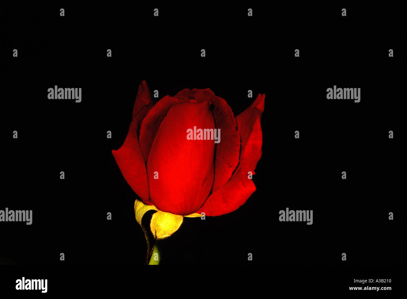 Rose rash hi-res stock photography and images - Alamy