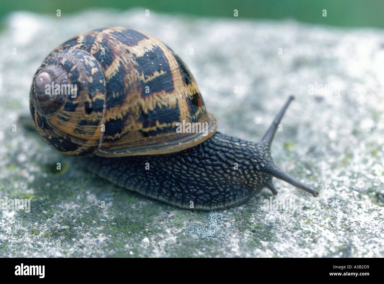 Snail Brittany France Stock Photo - Alamy