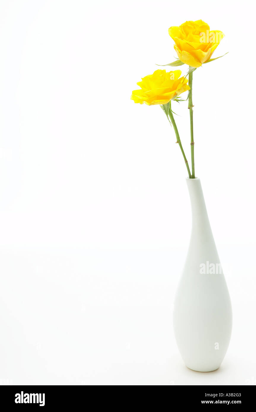 Yellow white rose Cut Out Stock Images & Pictures - Alamy
