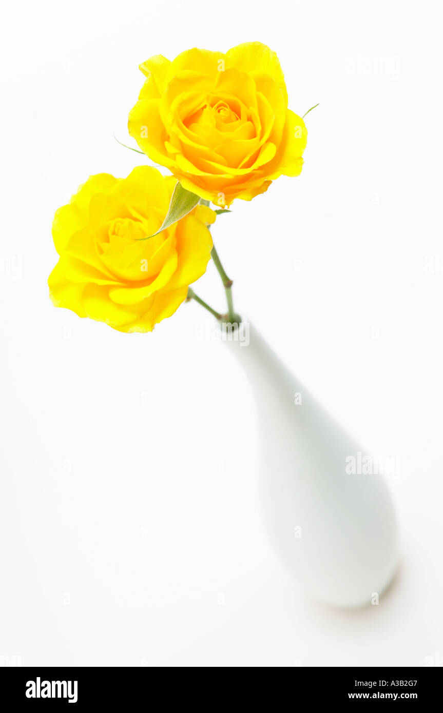 Two yellow roses in white vase Stock Photo - Alamy