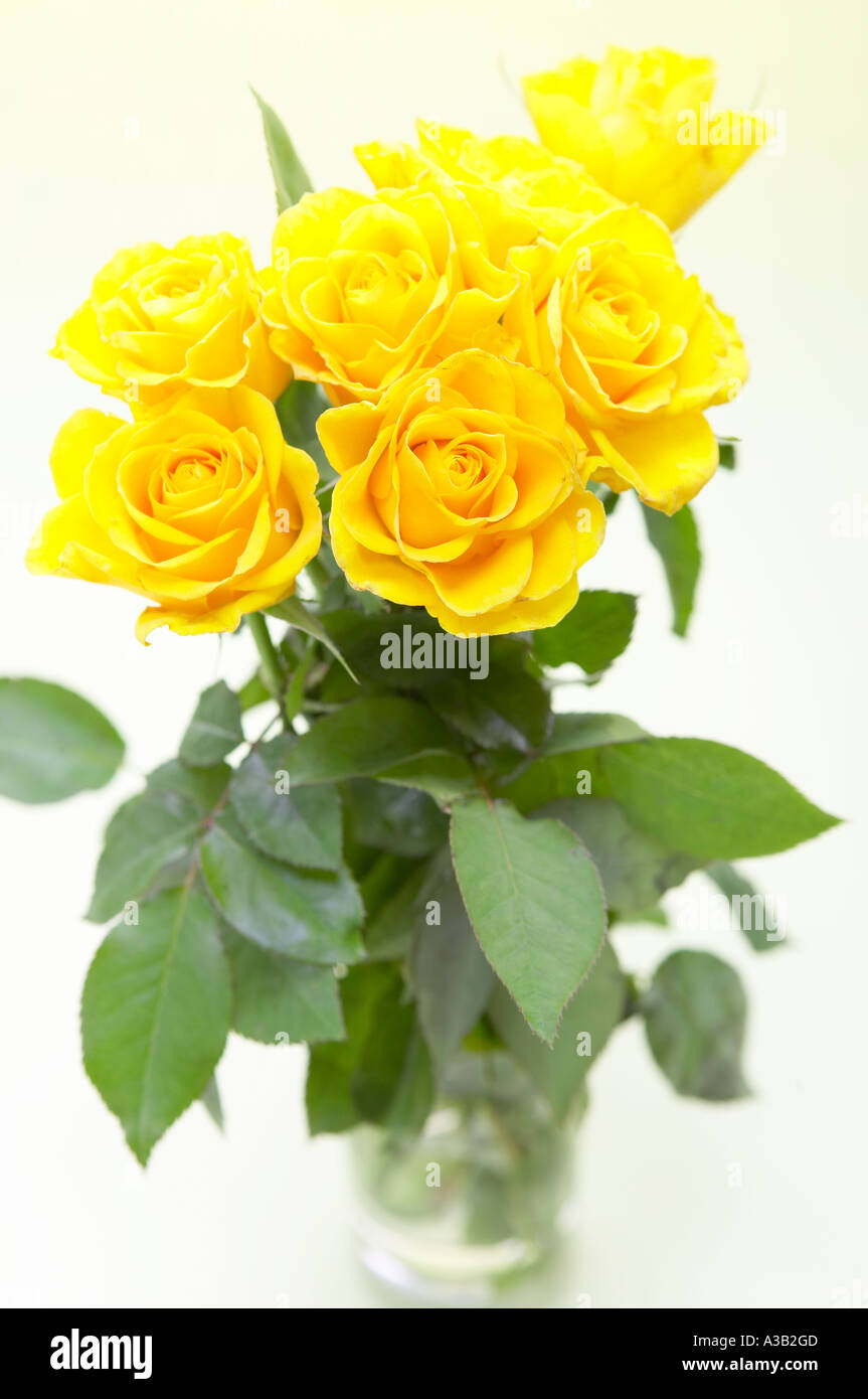 A bunch of yellow roses in glass vase Stock Photo - Alamy