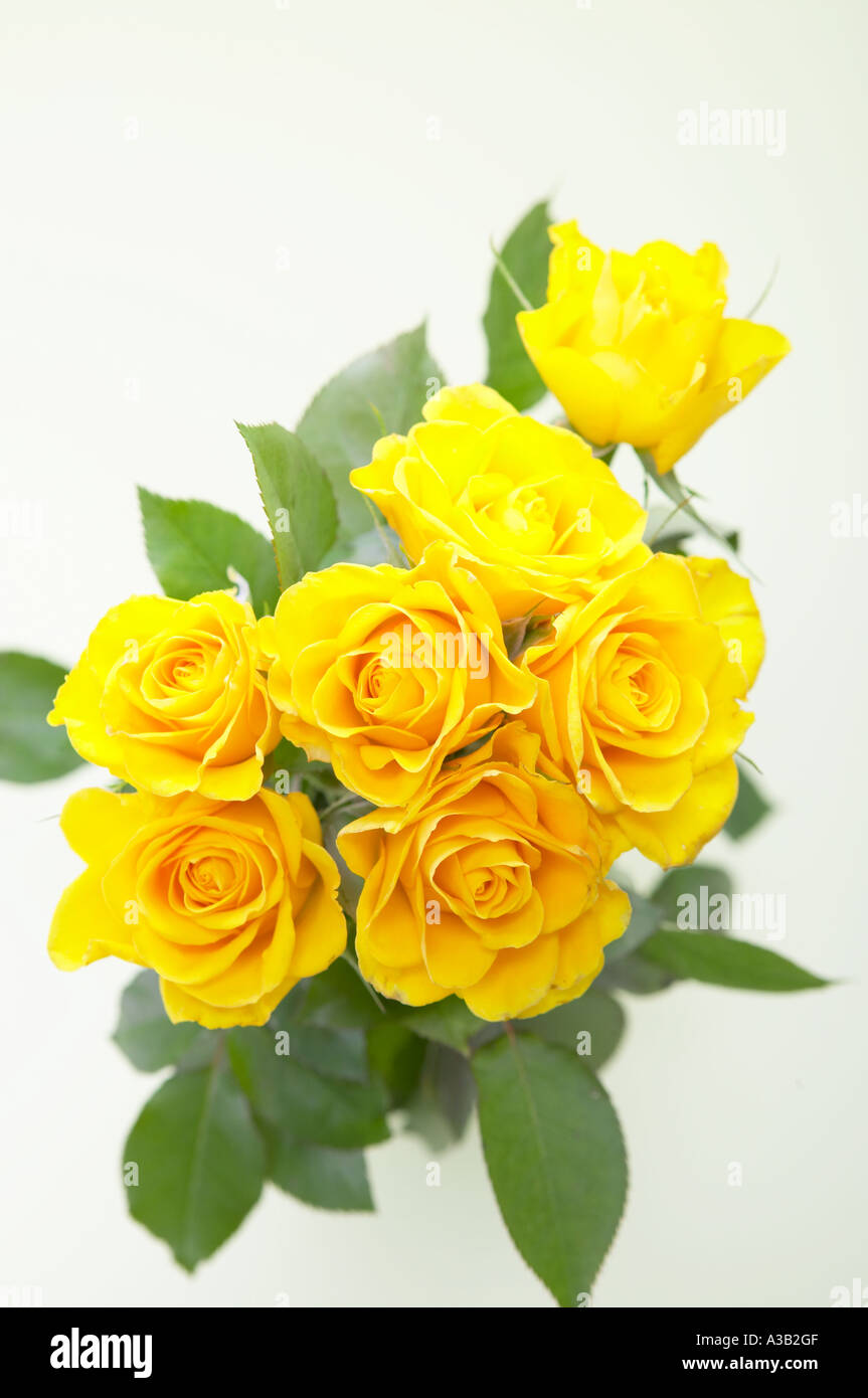 A bundle of yellow roses Stock Photo - Alamy