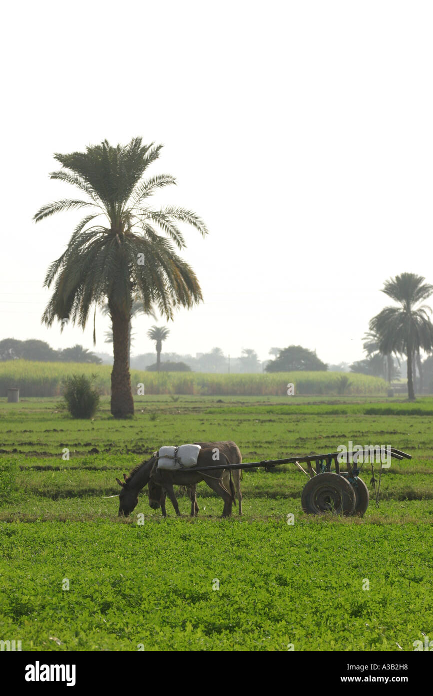 Rural landscape, Luxor area, Egypt Stock Photo - Alamy