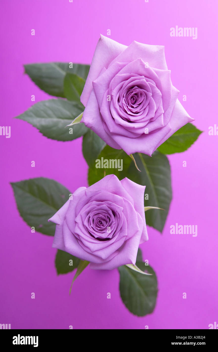Two pink roses viewed from the top Stock Photo - Alamy